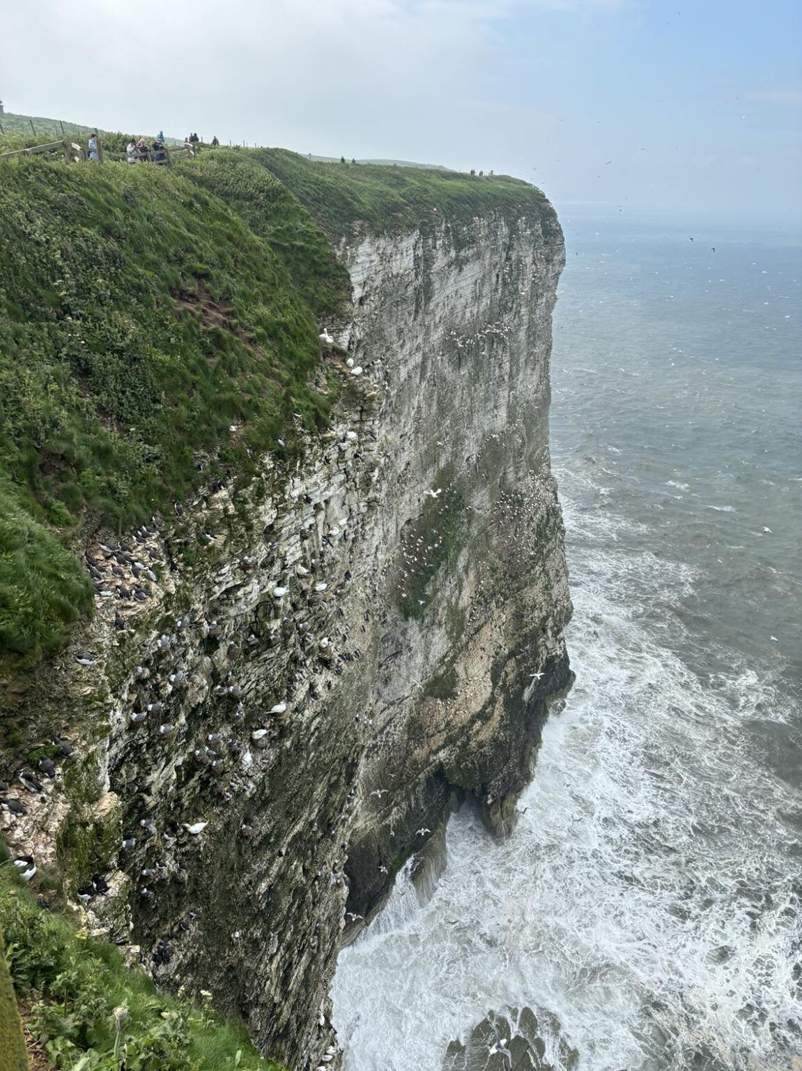 Visiting Bempton Cliffs - One of The Best Places to See Puffins In The ...